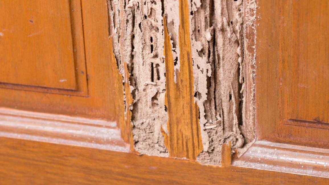 Termite Damage Repair Services Concord, CA | Free Estimates